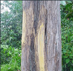 PAO PEREIRA MEDICINAL TEA - GEISSOSPERMUM VELLOSII - TROPILAB.